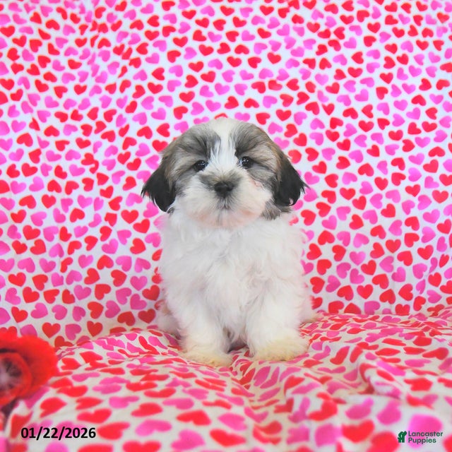 Regan for sale in Williamsburg | Lancaster Puppies