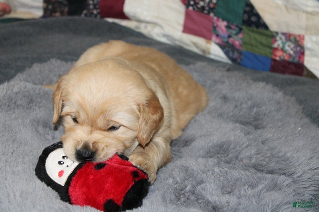 Finley for sale in Morris | Lancaster Puppies