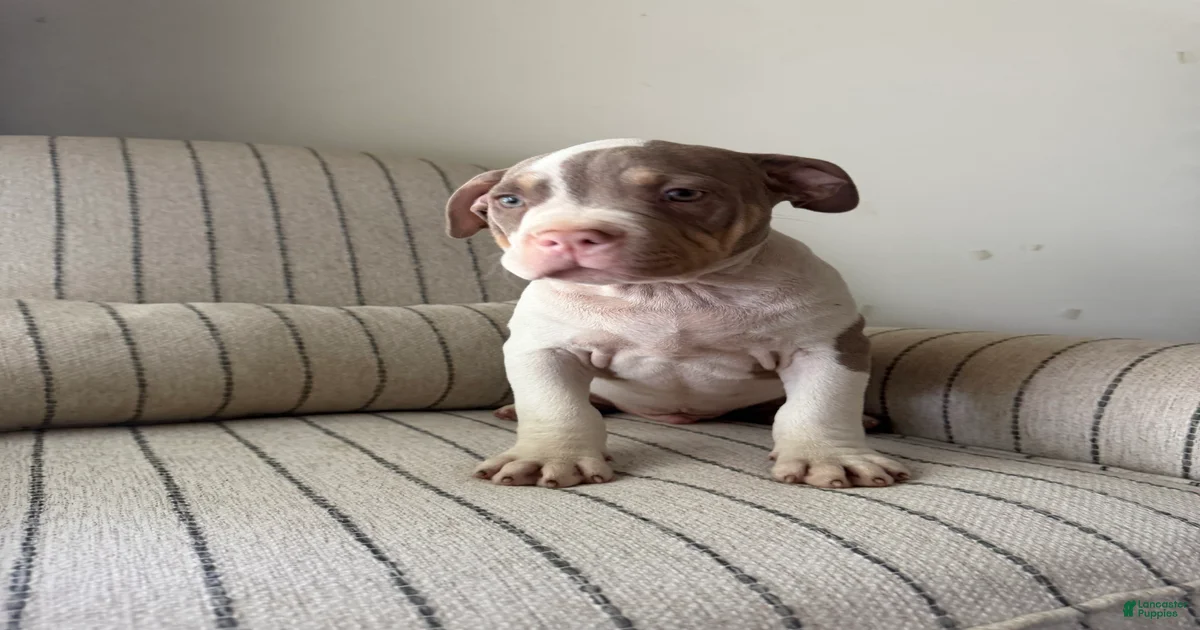 American Bully Puppies for sale in Richmond, Virginia | Lancaster Puppies