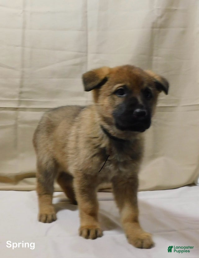 Spring for sale in Orrville | Lancaster Puppies
