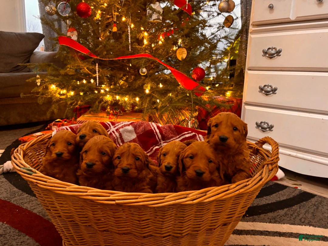Goldendoodle Puppy 2 for sale in Ashland | Lancaster Puppies