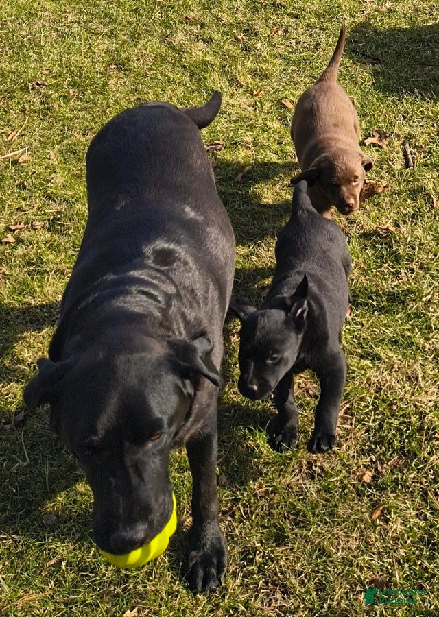 Labrador Retriever Puppy 2 for sale in Jackson Township | Lancaster Puppies