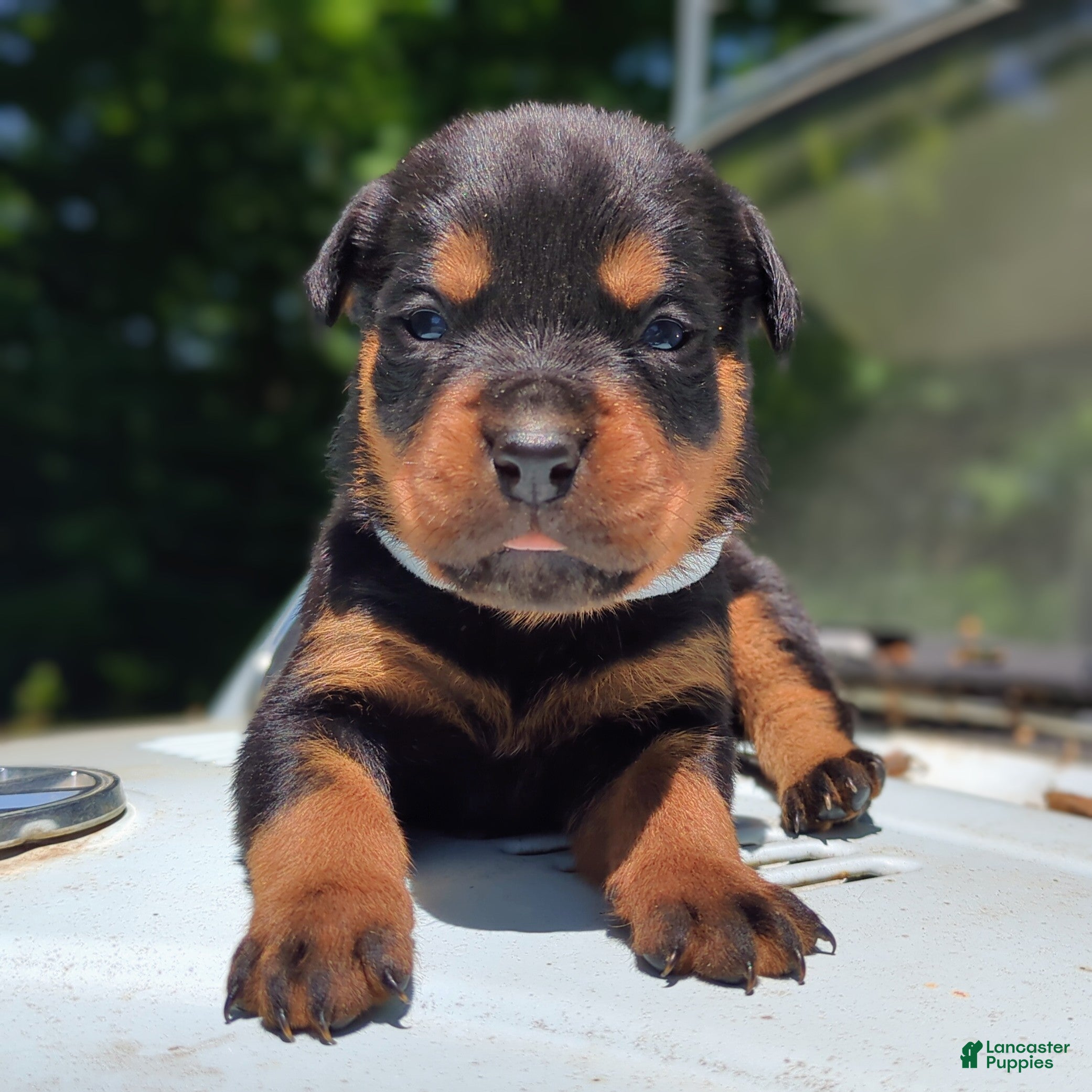 Cobra Rottweiler for sale in Nappanee | Lancaster Puppies