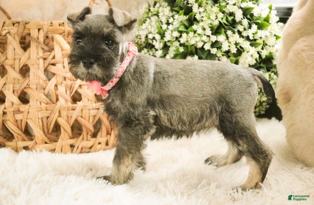 Millie for sale in Howe | Lancaster Puppies