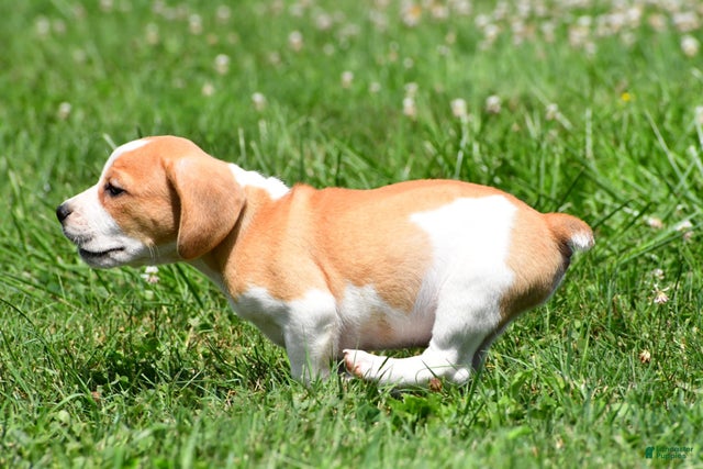 Josh for sale in Millersburg | Lancaster Puppies