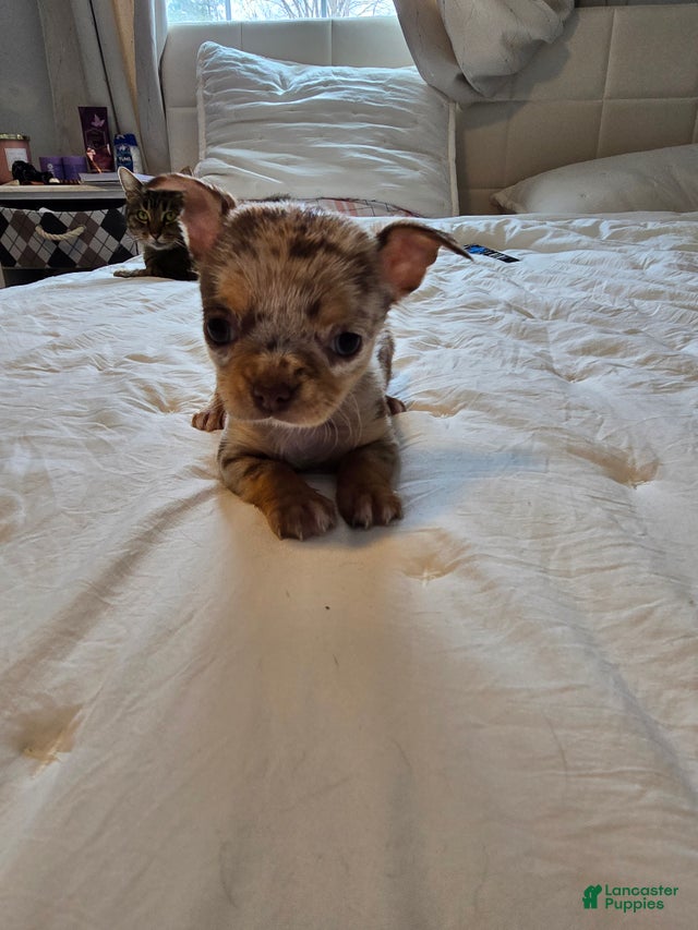 lynn for sale in Newark Valley | Lancaster Puppies