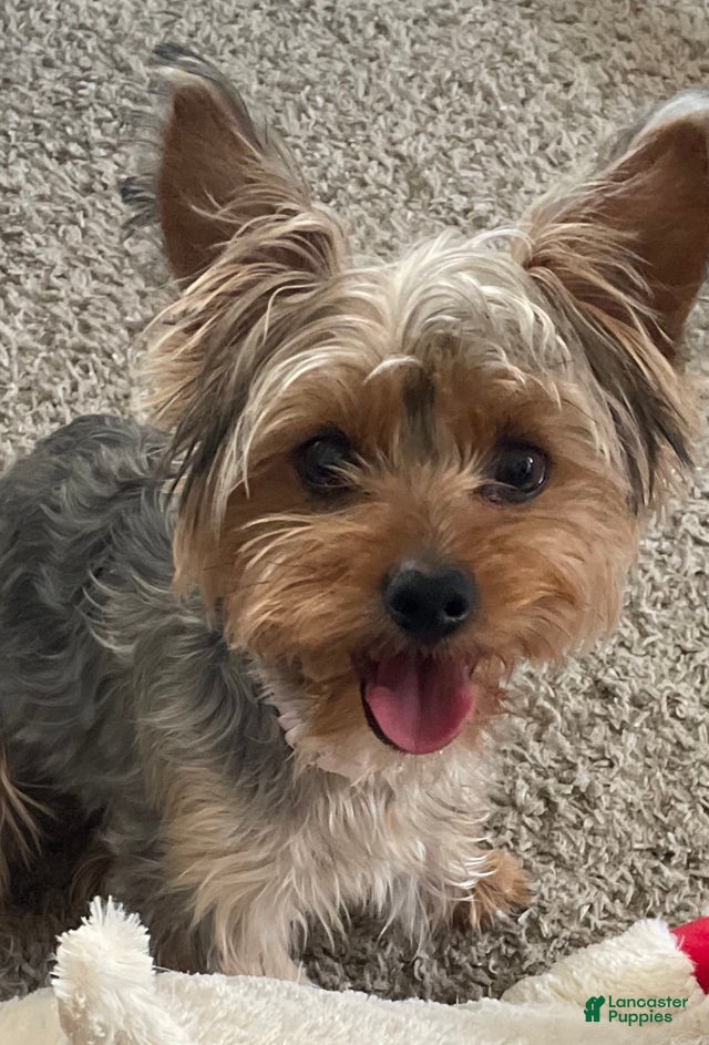 Yorkshire Terrier Puppy 3 for sale in Edgewater Park | Lancaster Puppies