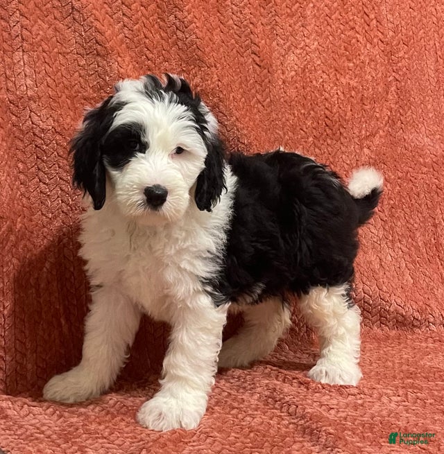 Mercy for sale in Dundee | Lancaster Puppies