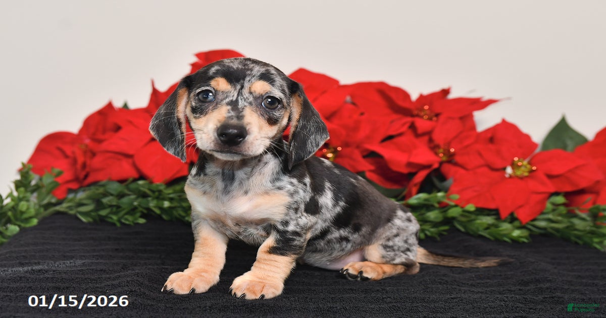 Rita for sale in Shelby | Lancaster Puppies