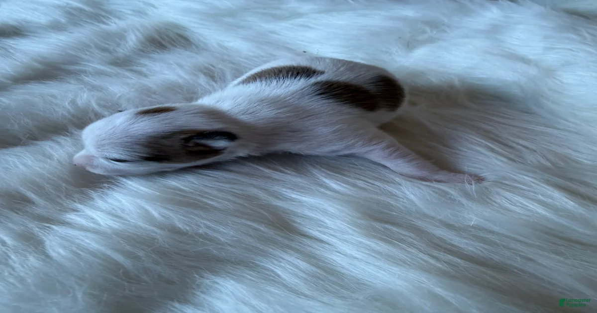 Chihuahua Puppy 2 for sale in Kingston | Lancaster Puppies