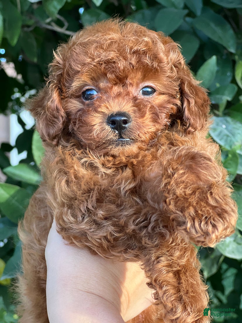Toy Poodle Puppy 1 for sale in Rancho Cucamonga | Lancaster Puppies