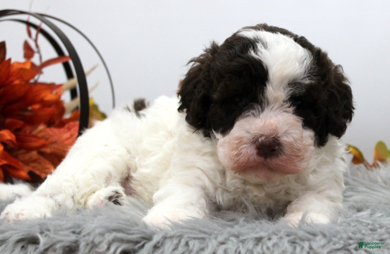 Portuguese Water Dog Puppies for sale | Lancaster Puppies