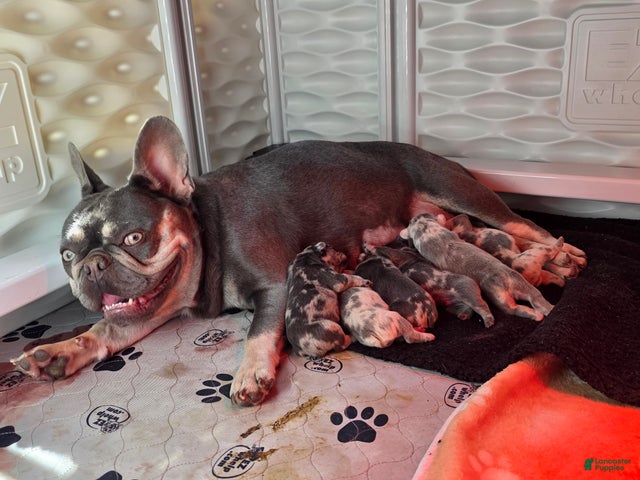 Cookies & Cream (CeCe) for sale in Hershey | Lancaster Puppies