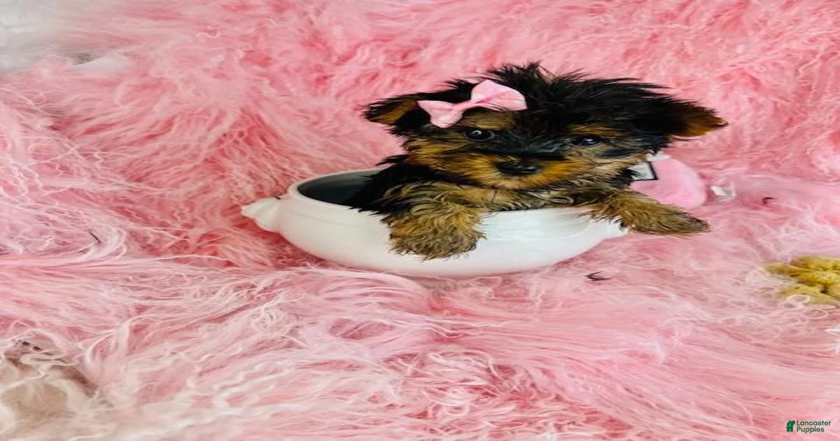 Yorkshire Terrier Puppies for sale in West Palm Beach, Florida ...
