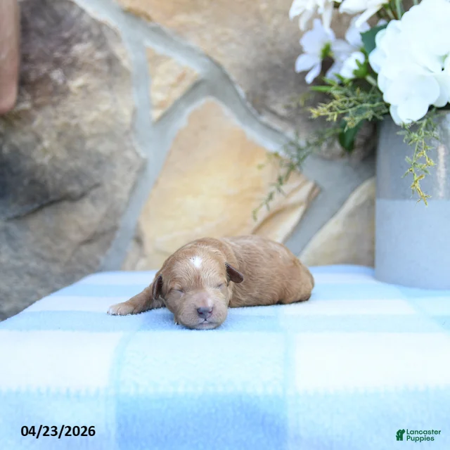 Fido Cavapoo for sale in East Earl | Lancaster Puppies