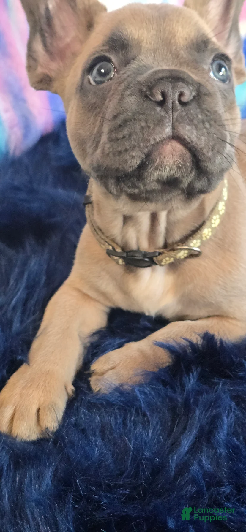 Coco French Bulldog for sale in Spencerport | Lancaster Puppies