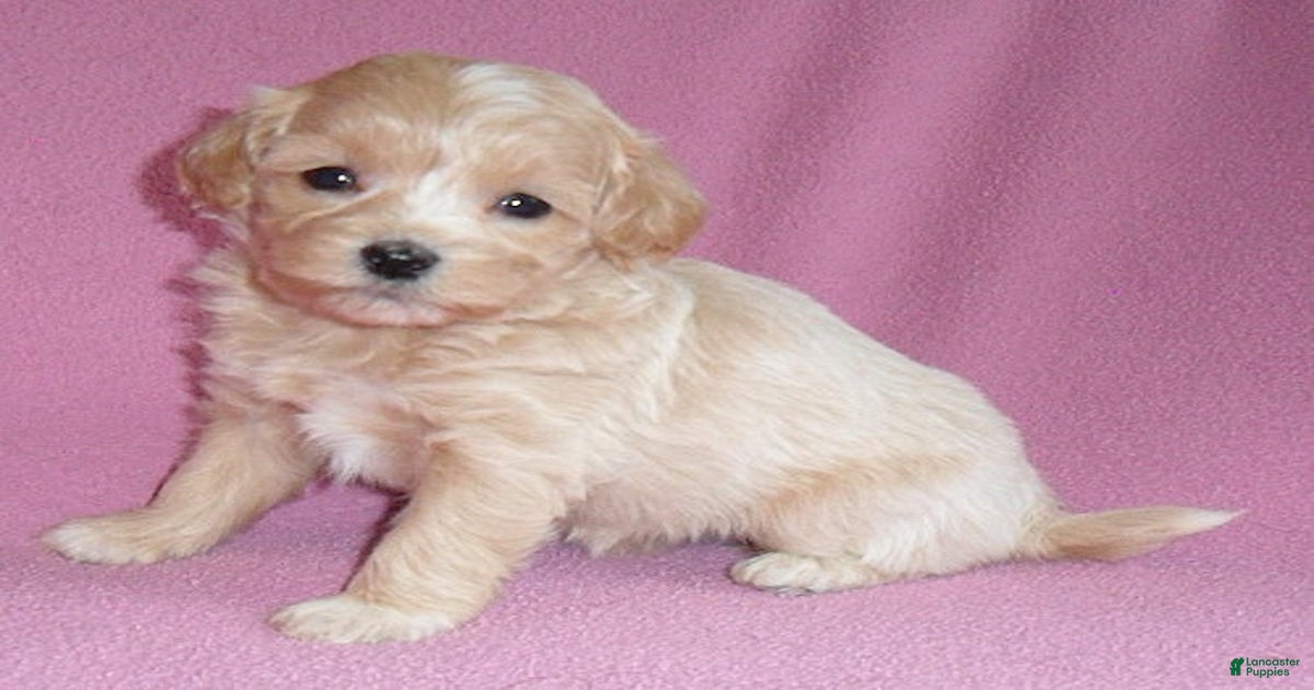 Pixie for sale in Butler | Lancaster Puppies