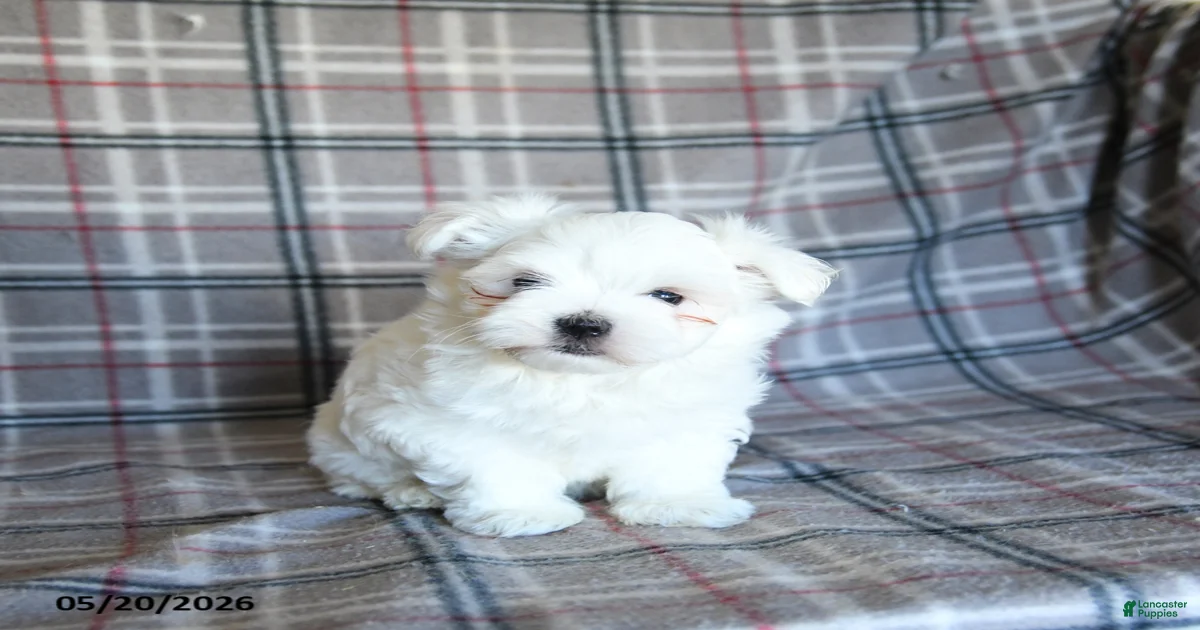 Maltese Puppies for sale under $1000 | Lancaster Puppies