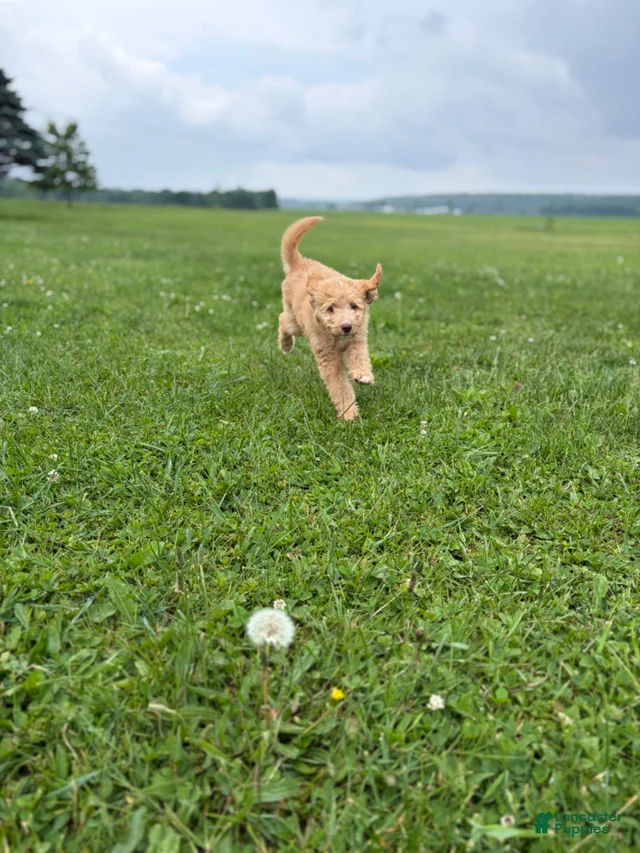 Daisy Goldendoodle for sale in Corry | Lancaster Puppies