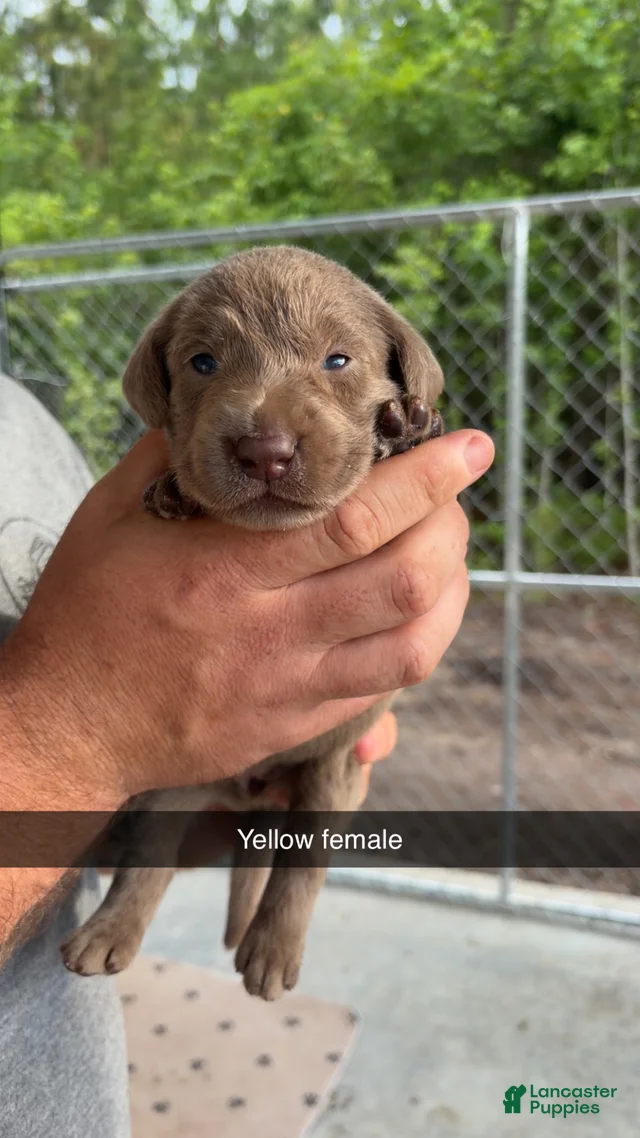 Yellow female Labrador Retriever for sale in Saint Stephen | Lancaster ...