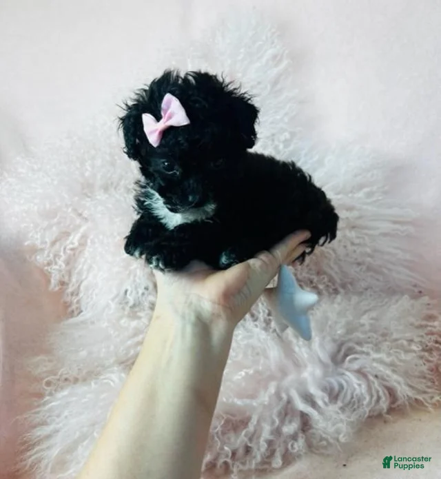 Toy Poodle 1 Toy Poodle for sale in West Palm Beach | Lancaster Puppies
