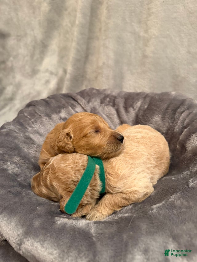 Goldendoodle Puppy 4 for sale in Palm Coast | Lancaster Puppies