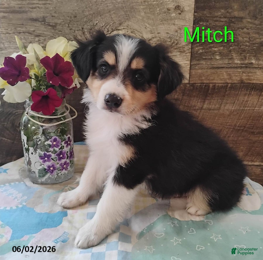 Mitch Miniature Australian Shepherd for sale in Vermontville ...