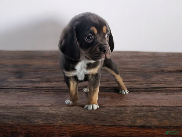 Snickers for sale in Dorset | Lancaster Puppies