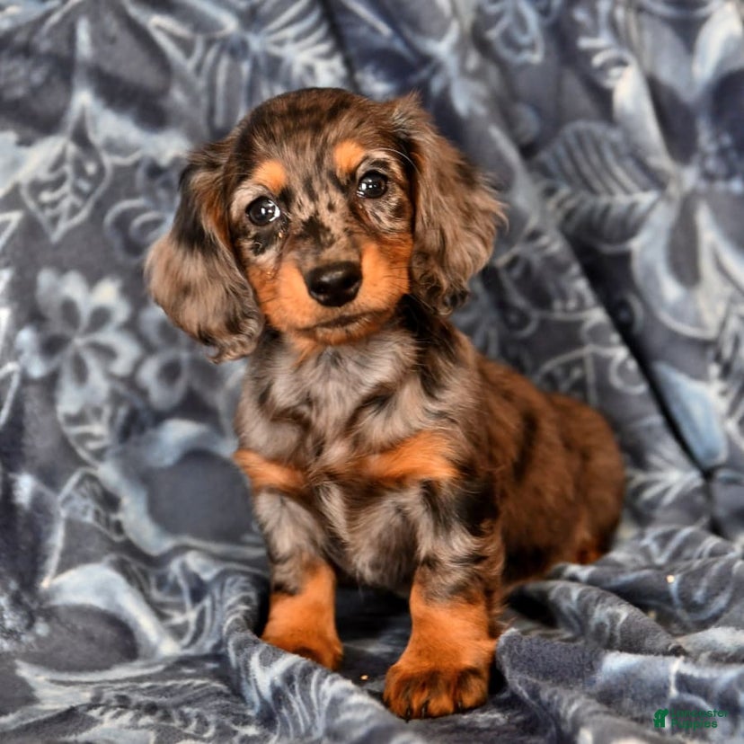 Jonas Zimmerman | Lancaster Puppies