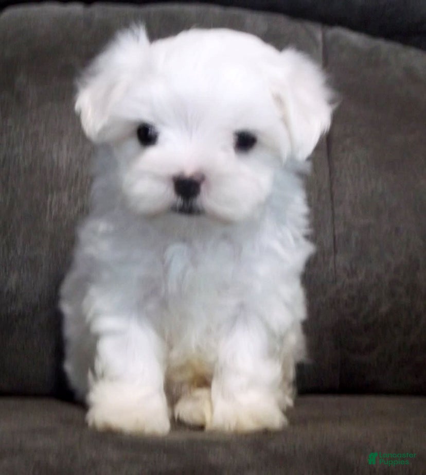 Ivan Miller 1955 Amanda | Lancaster Puppies