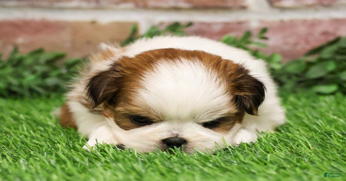 Dale for sale in Syracuse | Lancaster Puppies