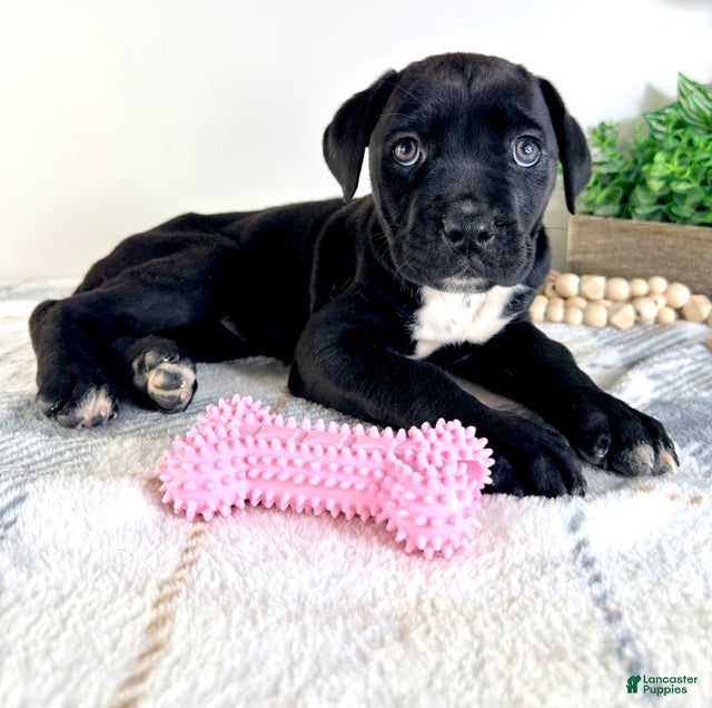Freya for sale in Greenfield | Lancaster Puppies