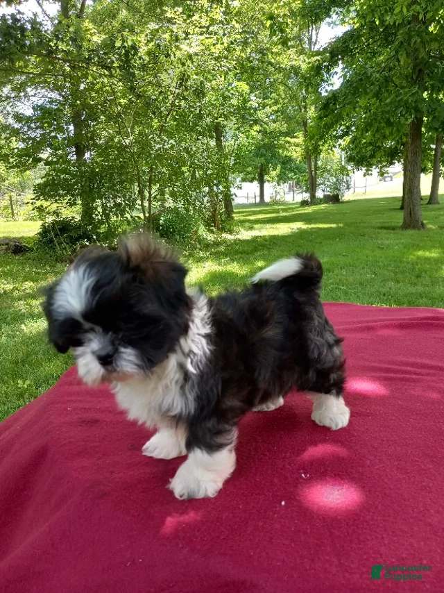 Bonnie Shih Tzu for sale in Fredericksburg | Lancaster Puppies
