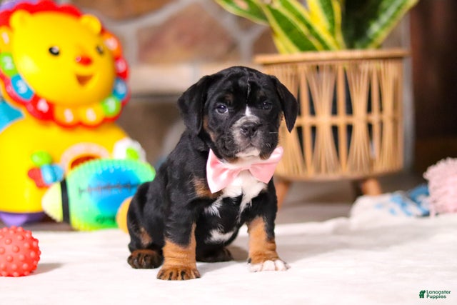 Faith for sale in Millersburg | Lancaster Puppies