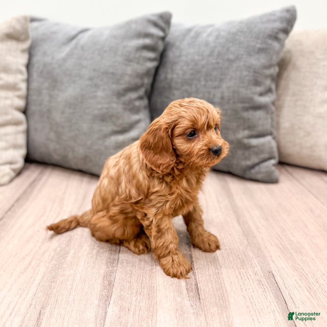 Wally for sale in Dundee | Lancaster Puppies