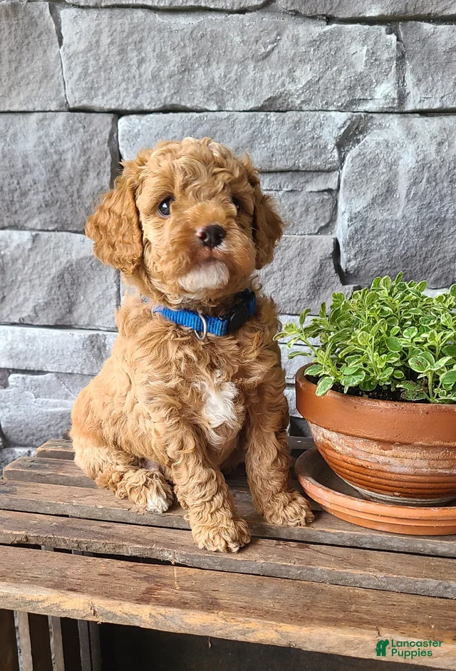 Rex Cockapoo for sale in Reading | Lancaster Puppies