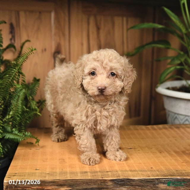 Amanda for sale in Mill Hall | Lancaster Puppies