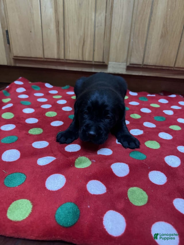 Fern for sale in Camden | Lancaster Puppies