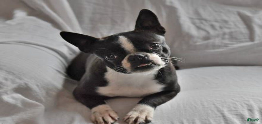 Louise Martin | Lancaster Puppies