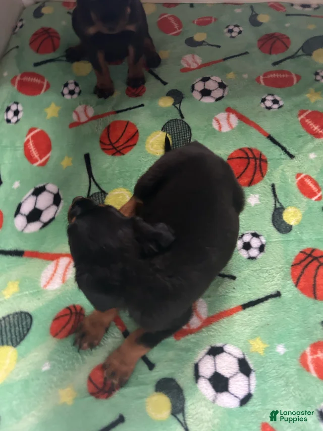 Rottweiler Puppy 5 Rottweiler for sale in Jacksonville | Lancaster Puppies