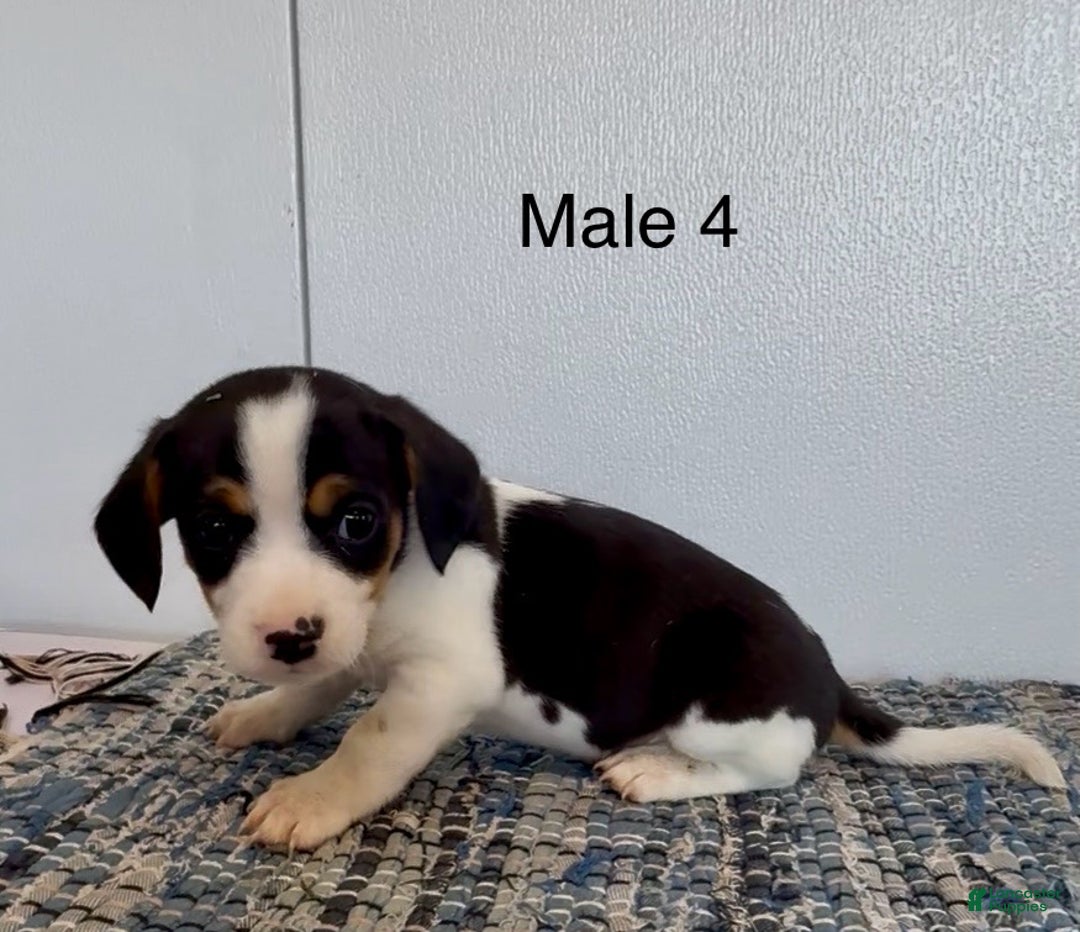 Jack Russell Terrier Puppy 4 javon for sale in Edwardsburg | Lancaster ...