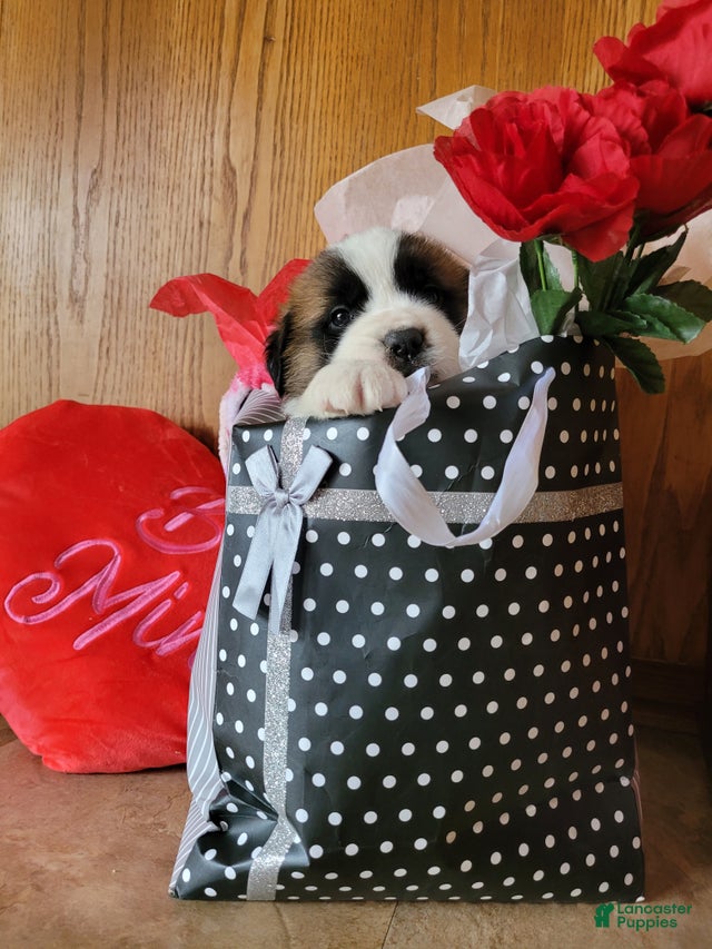 Max for sale in Mansfield | Lancaster Puppies