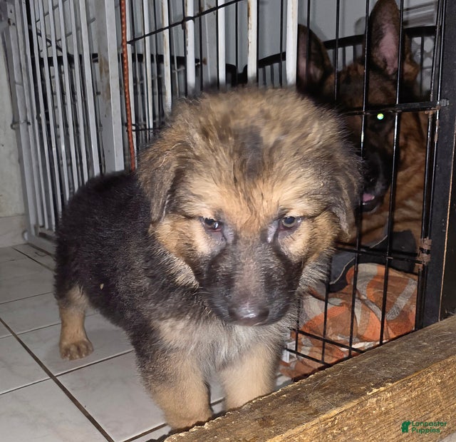 Dragon (11) for sale in Jersey City | Lancaster Puppies