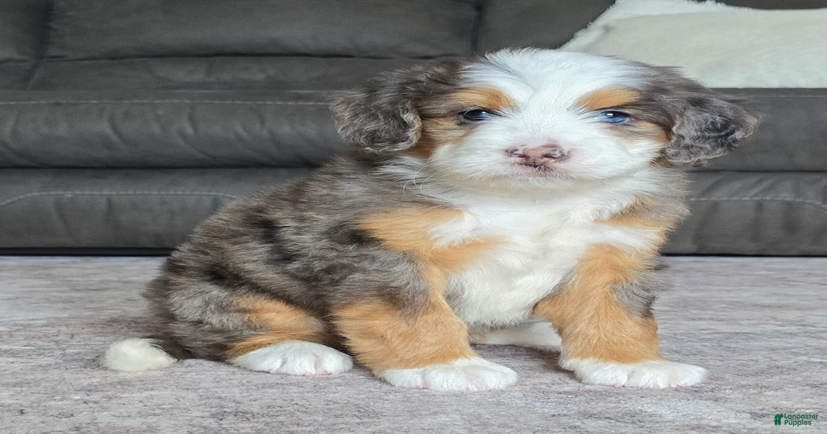 Blue merle Mini Bernedoodle Puppies for sale | Lancaster Puppies