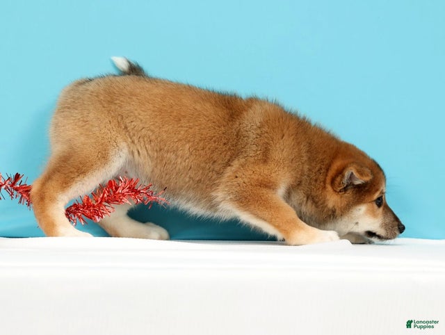 Jasper for sale in Fresno | Lancaster Puppies