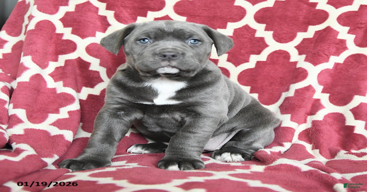 Bella Mia for sale in Howard | Lancaster Puppies