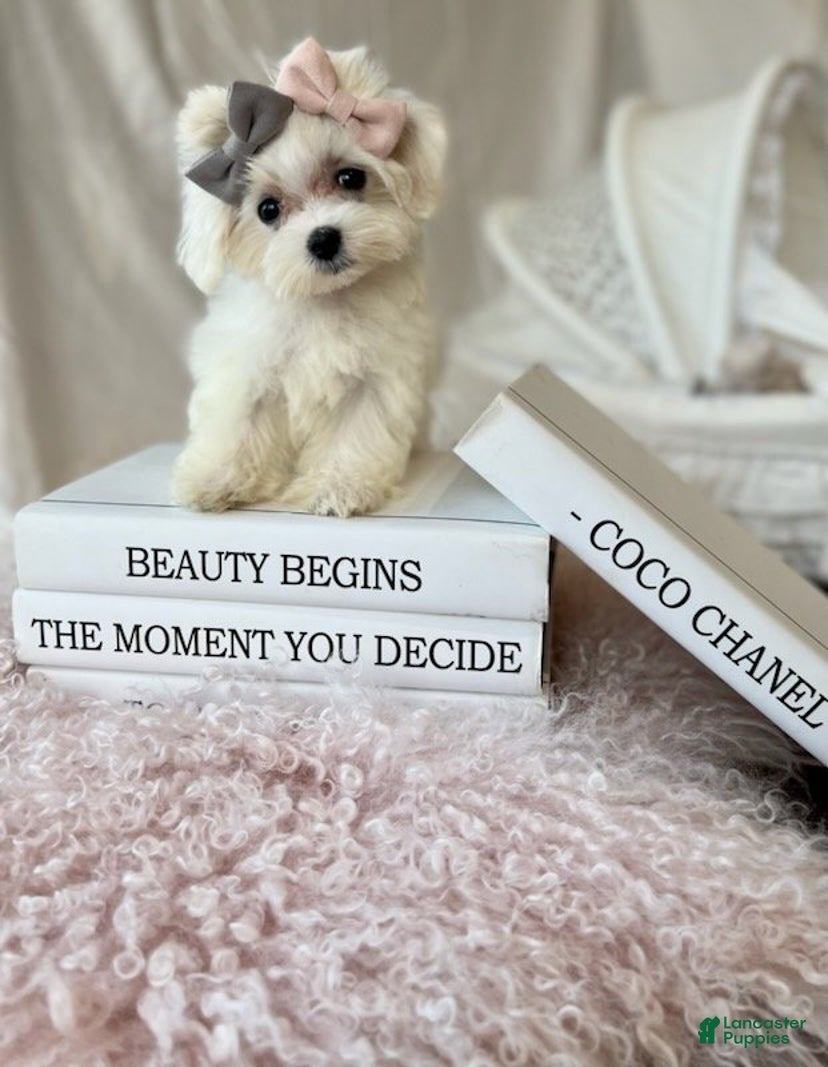 Maltese Puppy 2 for sale in East Islip | Lancaster Puppies