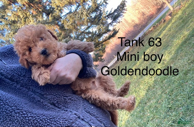 Mini Goldendoodle Puppy tank for sale in Williamson | Lancaster Puppies