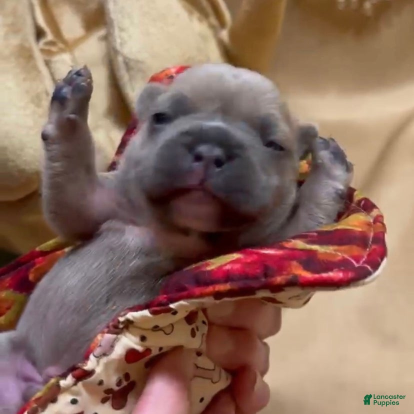 Pibble for sale in Pine Township | Lancaster Puppies