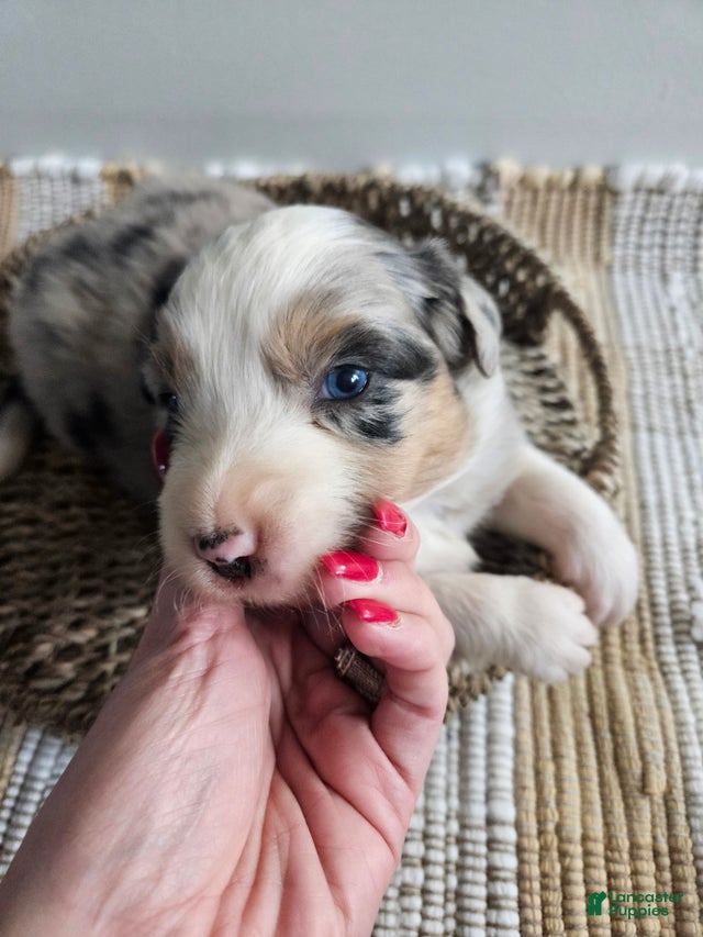 Candy, blue eyes for sale in Crab Orchard | Lancaster Puppies
